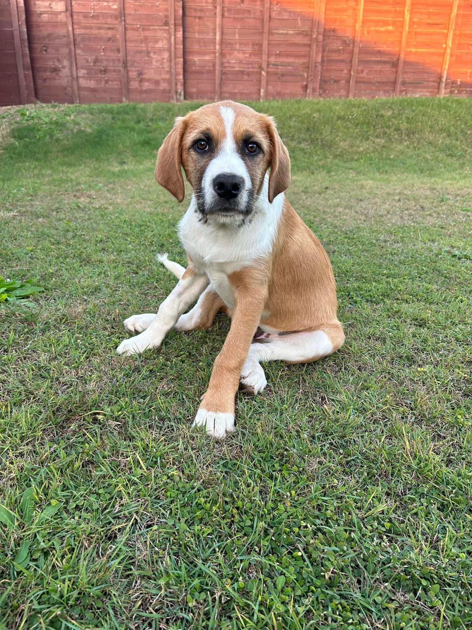 Apollo – Lucky Paws Dog Rescue Inc