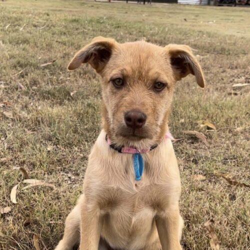 Available For Adoption – Lucky Paws Dog Rescue Inc