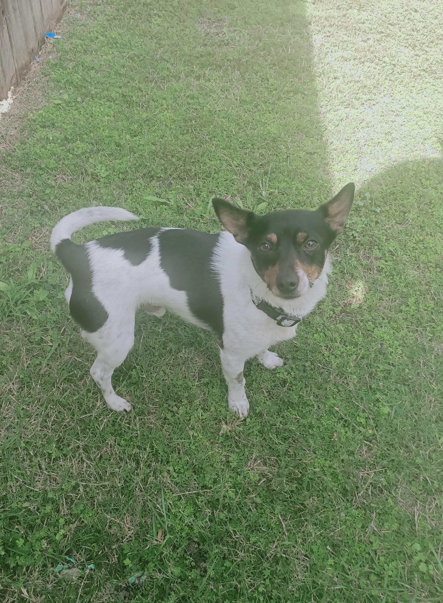 Roger – Lucky Paws Dog Rescue Inc
