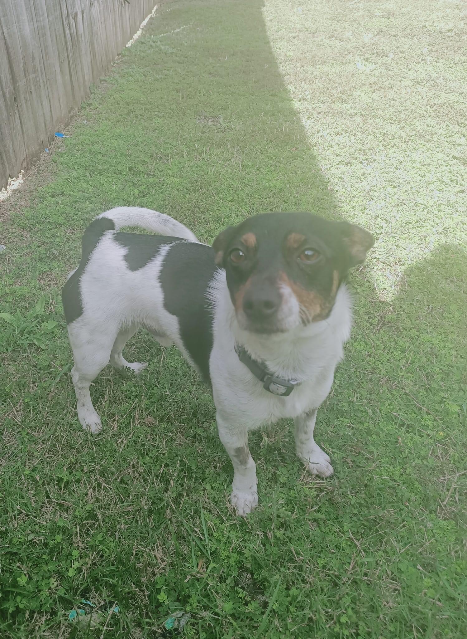 Roger – Lucky Paws Dog Rescue Inc