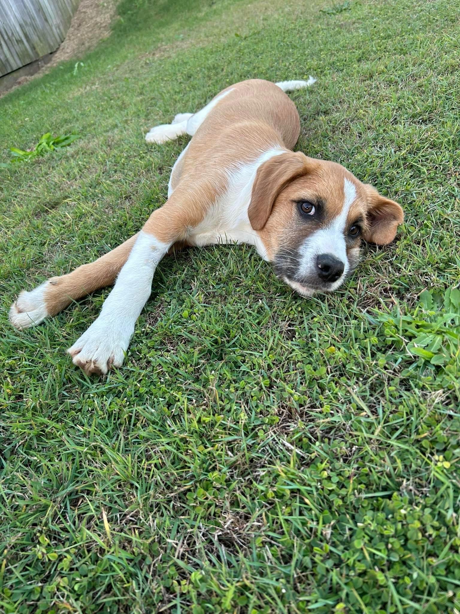 Apollo – Lucky Paws Dog Rescue Inc