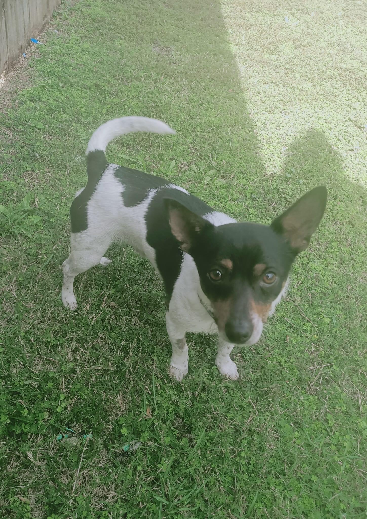 Roger – Lucky Paws Dog Rescue Inc