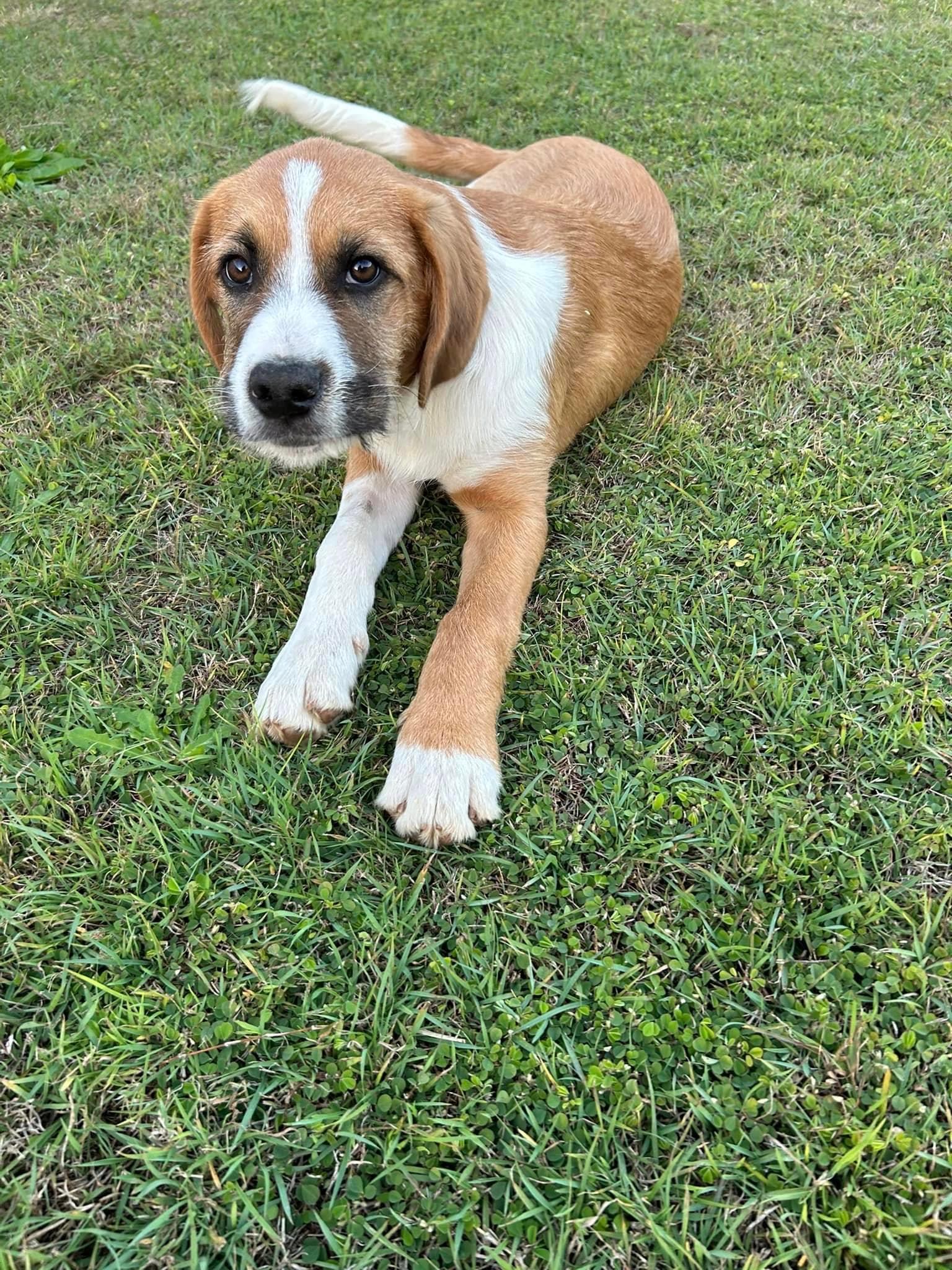 Apollo – Lucky Paws Dog Rescue Inc