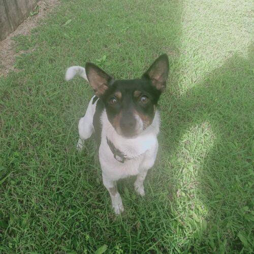 Roger – Lucky Paws Dog Rescue Inc