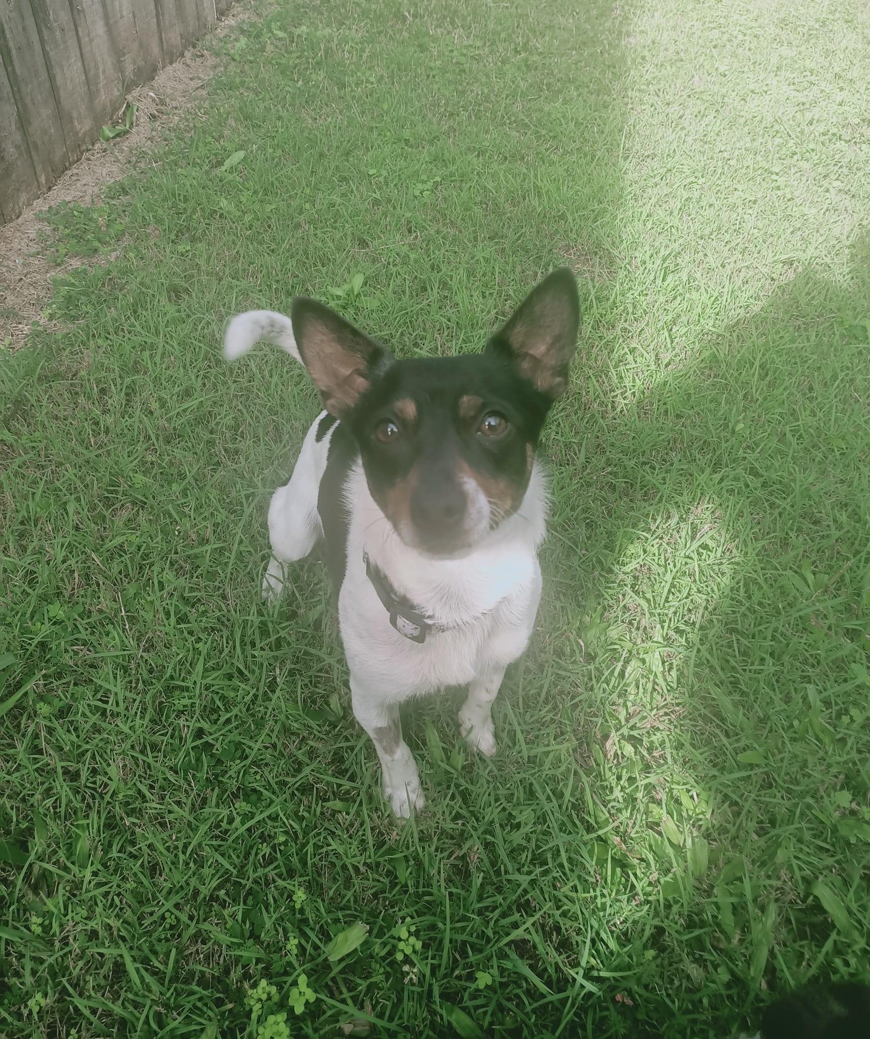 Roger – Lucky Paws Dog Rescue Inc