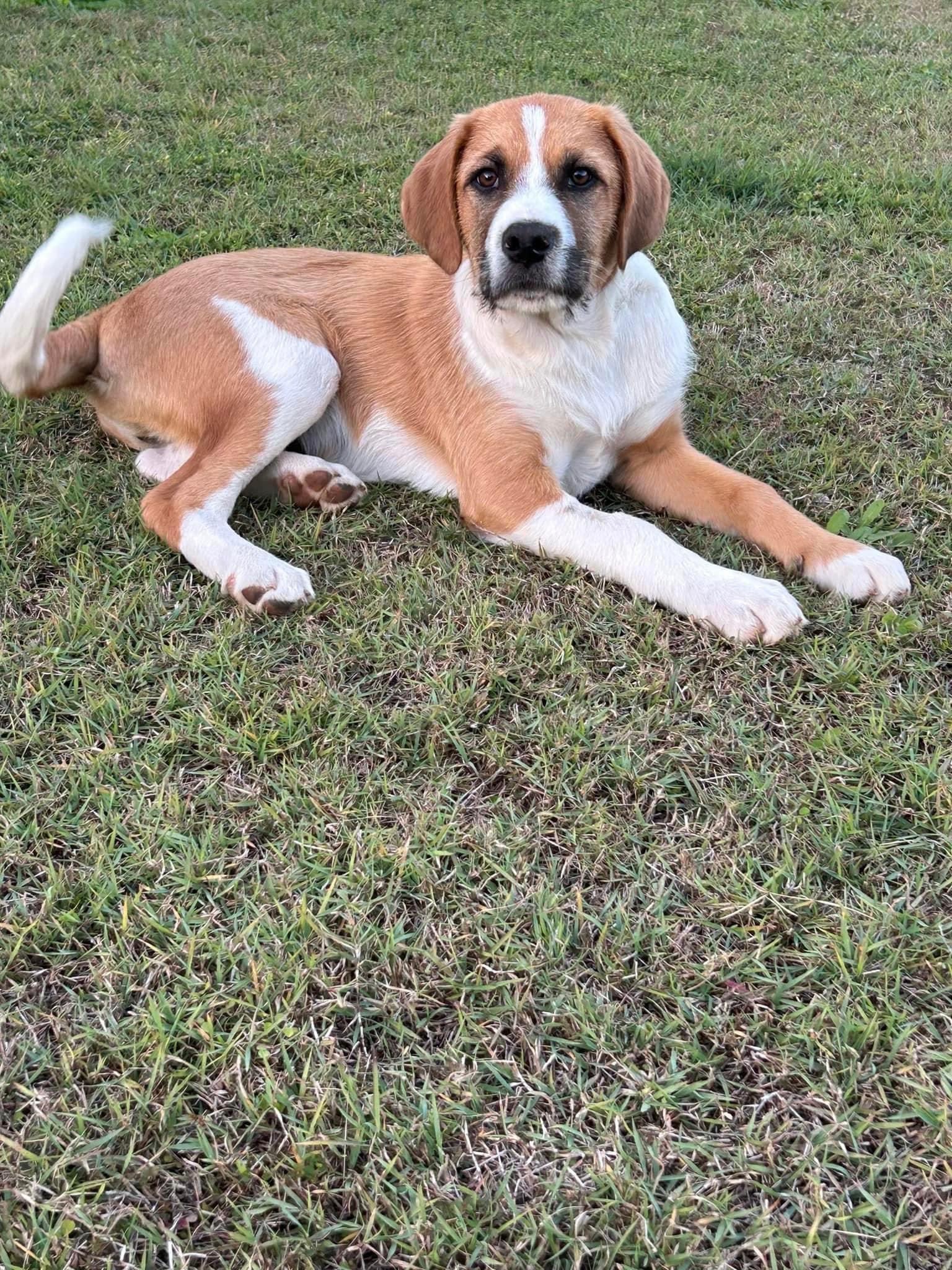 Apollo – Lucky Paws Dog Rescue Inc