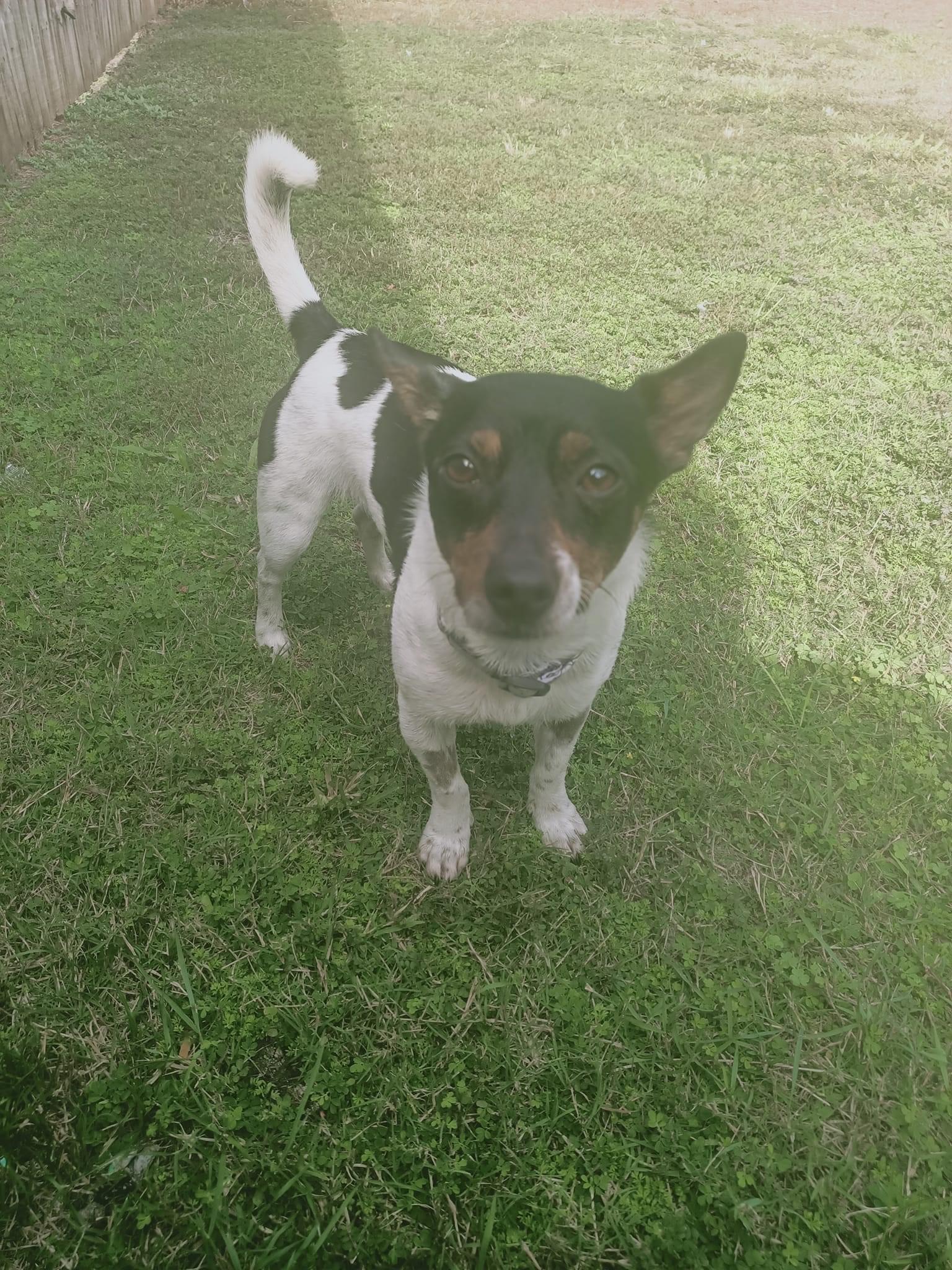 Roger – Lucky Paws Dog Rescue Inc