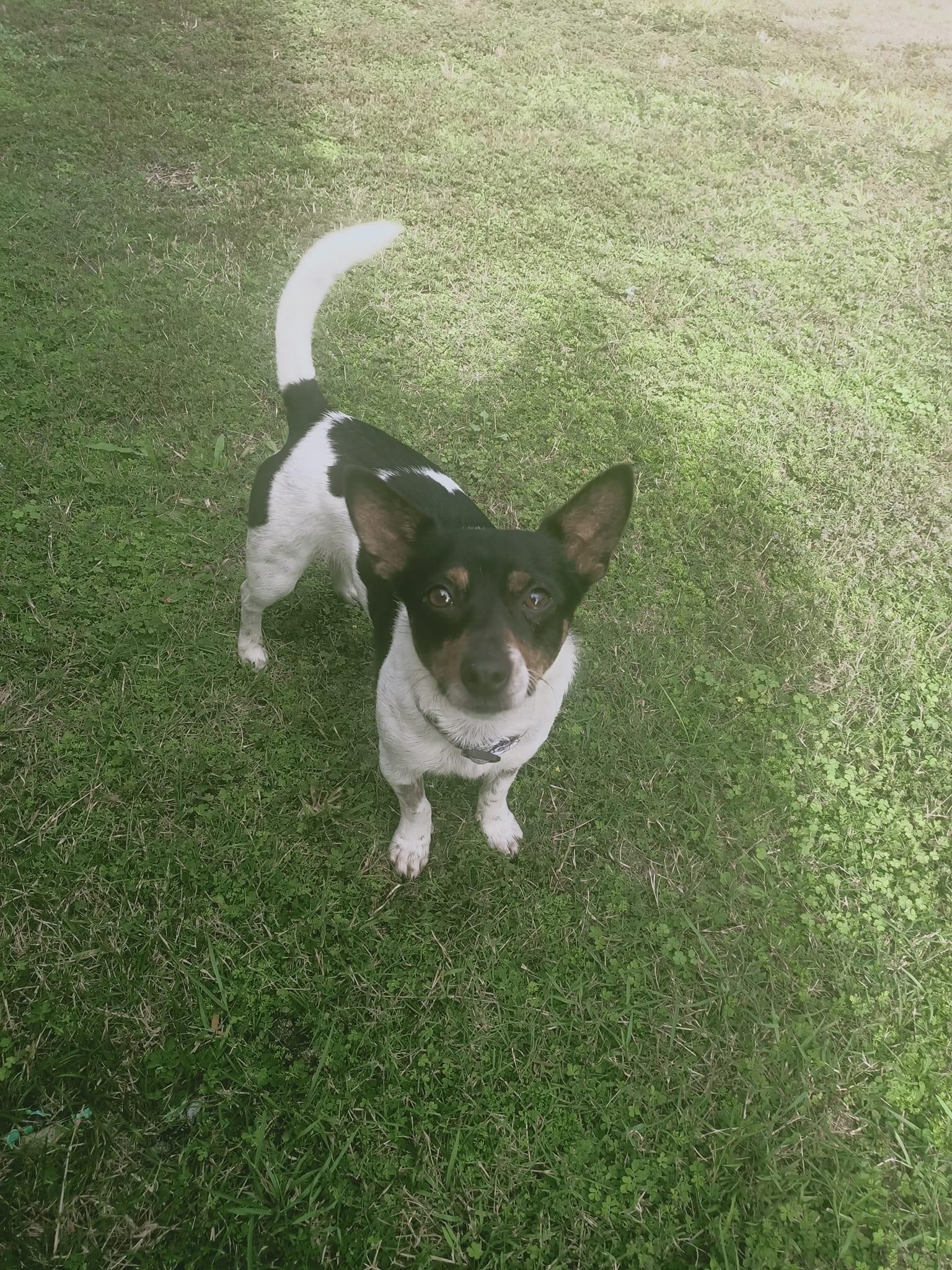 Roger – Lucky Paws Dog Rescue Inc