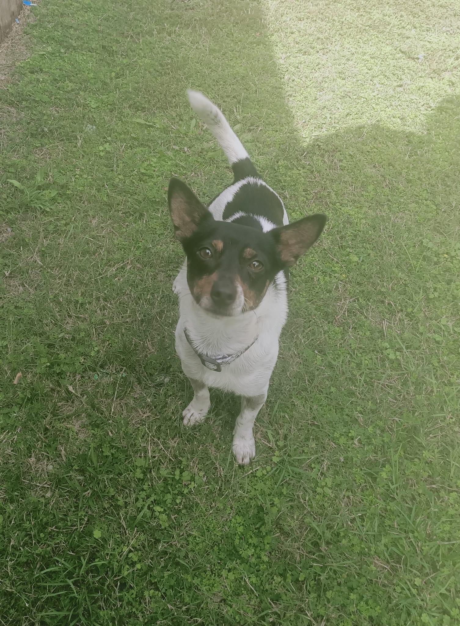 Roger – Lucky Paws Dog Rescue Inc