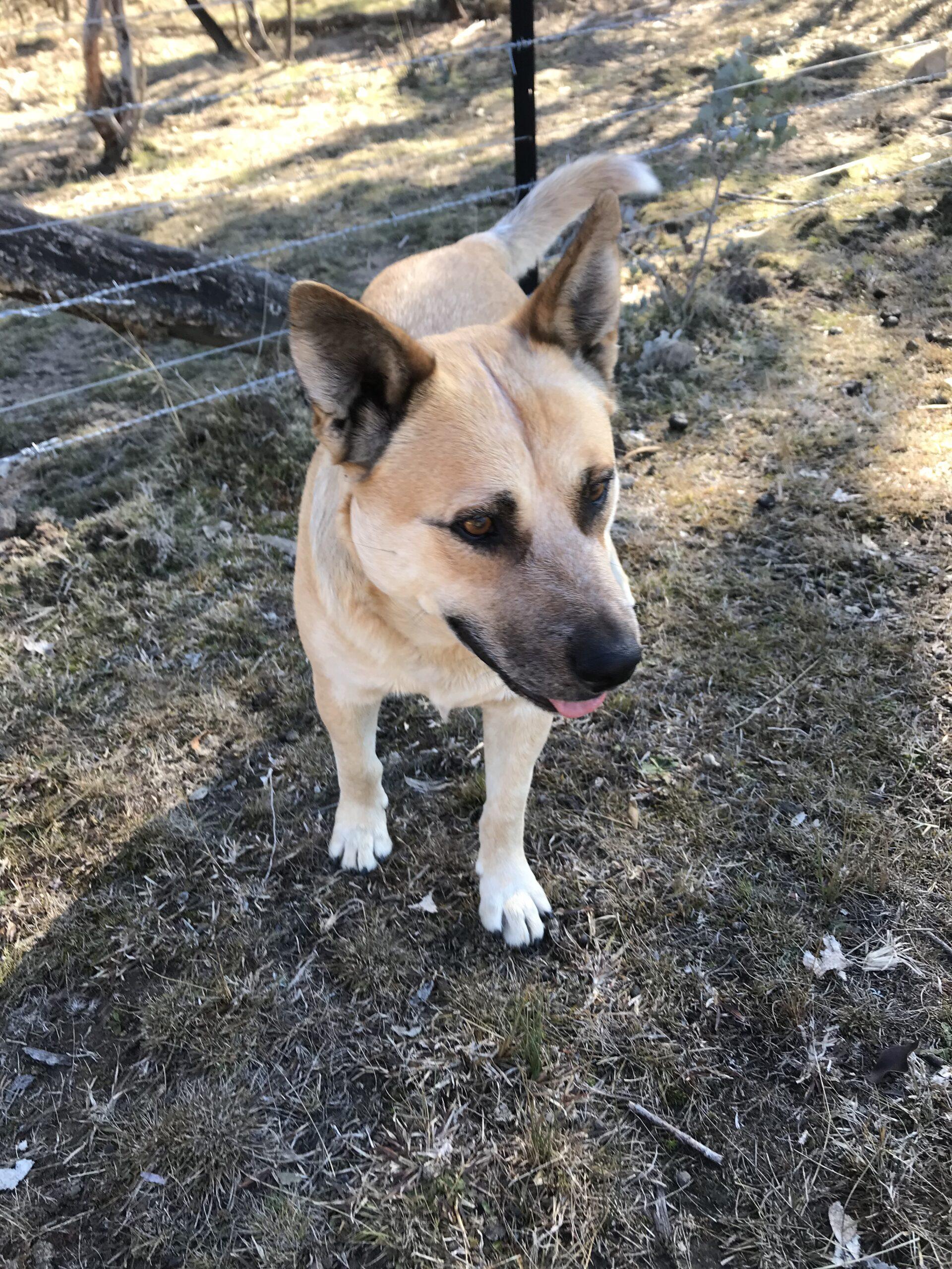 Luke – Lucky Paws Dog Rescue Inc