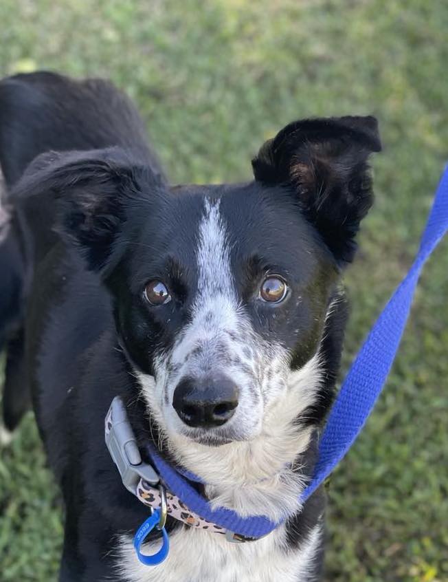 Olive – Lucky Paws Dog Rescue Inc