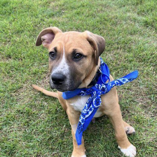 Available For Adoption – Lucky Paws Dog Rescue Inc