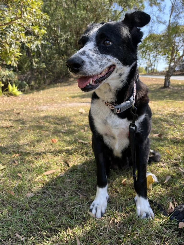 Olive – Lucky Paws Dog Rescue Inc
