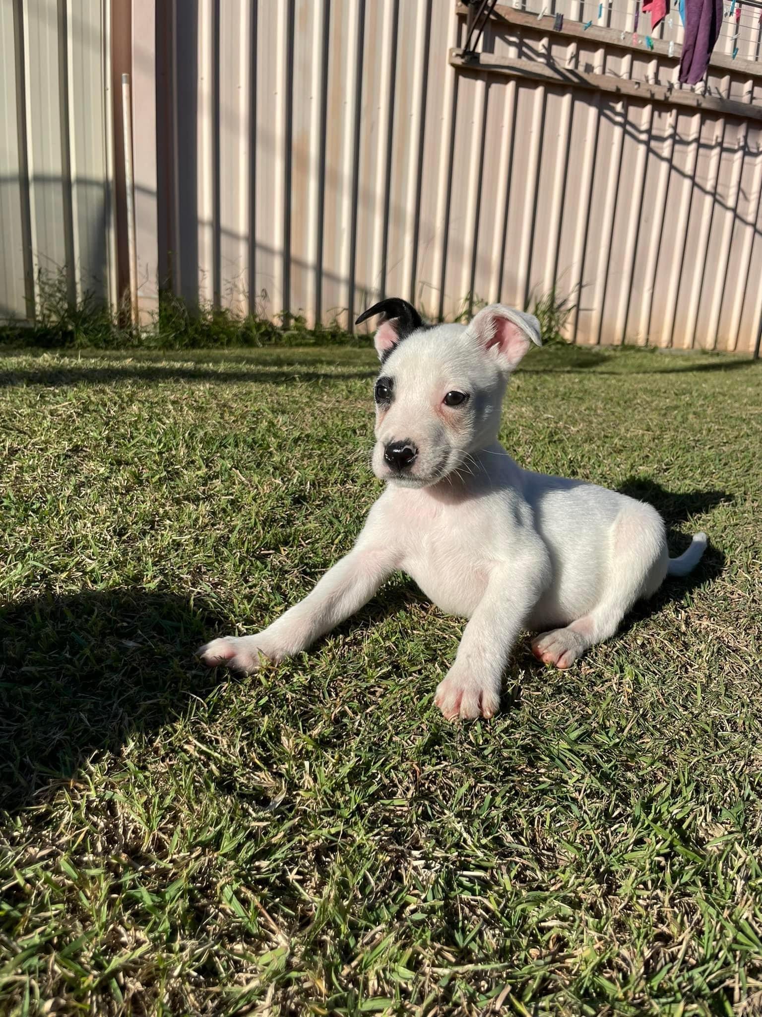 Smidge – Lucky Paws Dog Rescue Inc