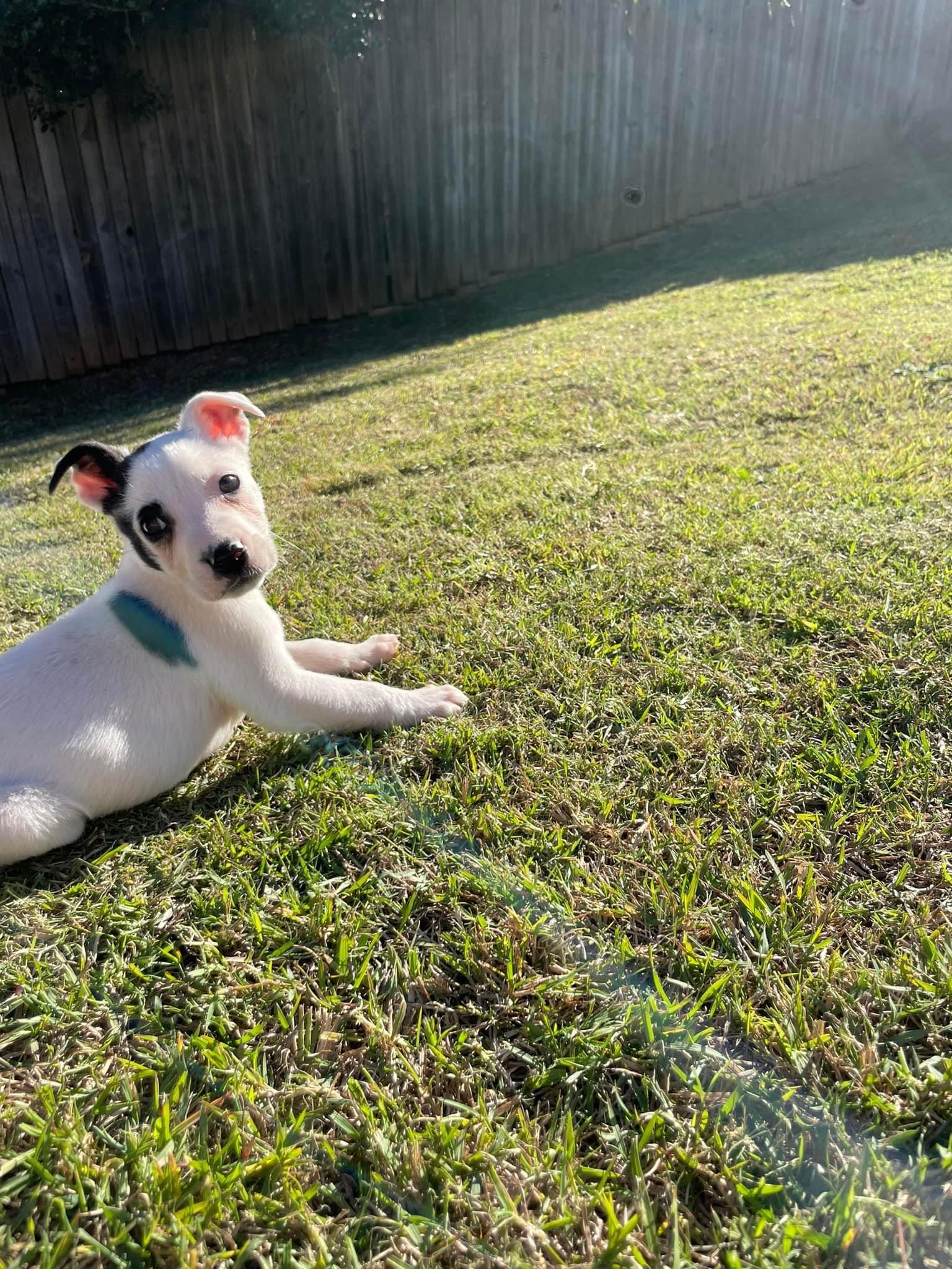 Smidge – Lucky Paws Dog Rescue Inc