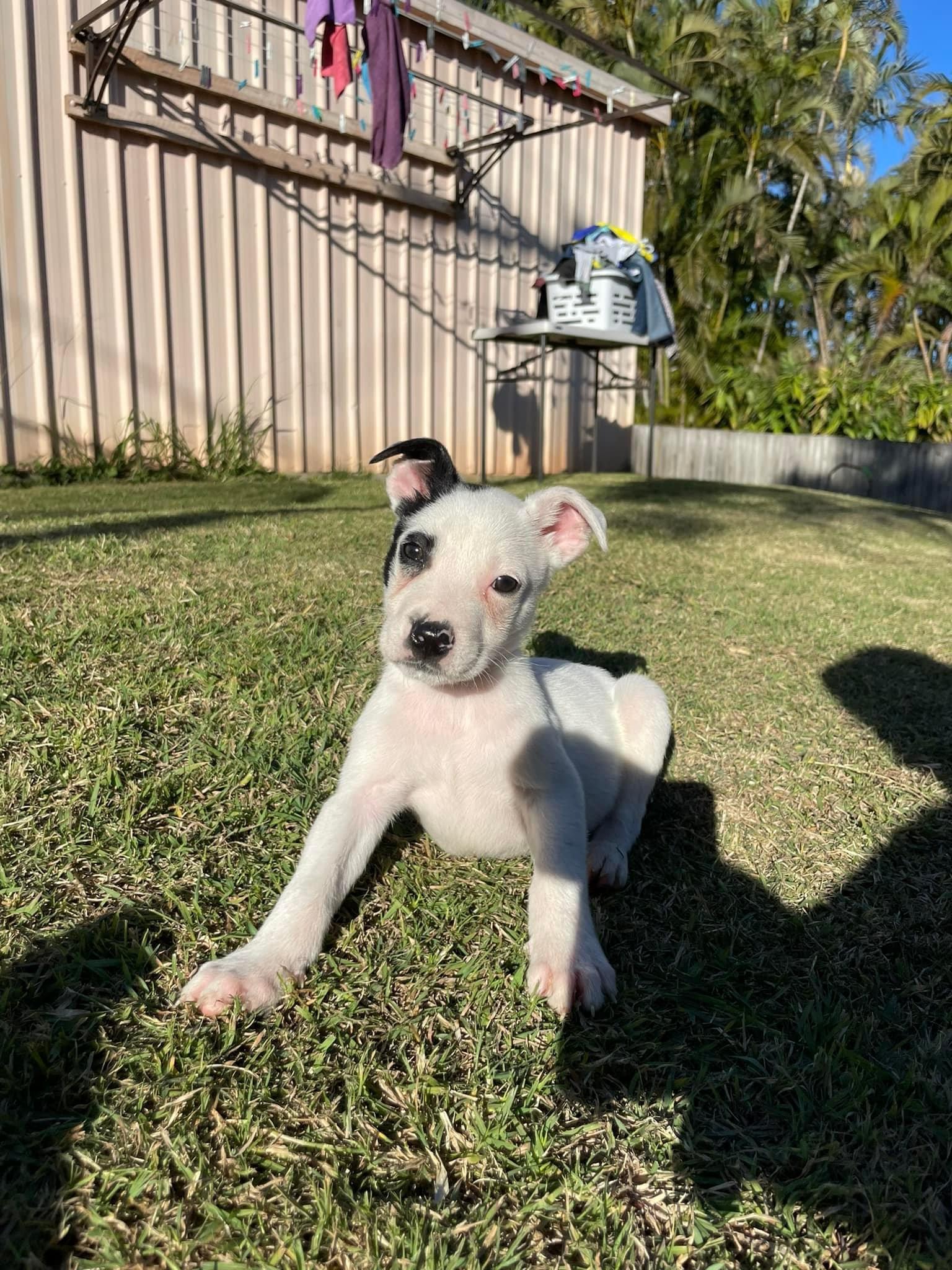 Smidge – Lucky Paws Dog Rescue Inc