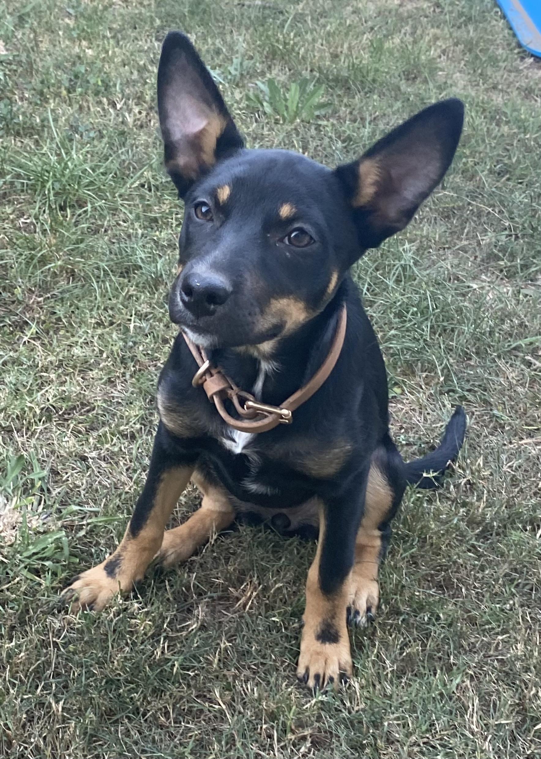 Mara – Lucky Paws Dog Rescue Inc