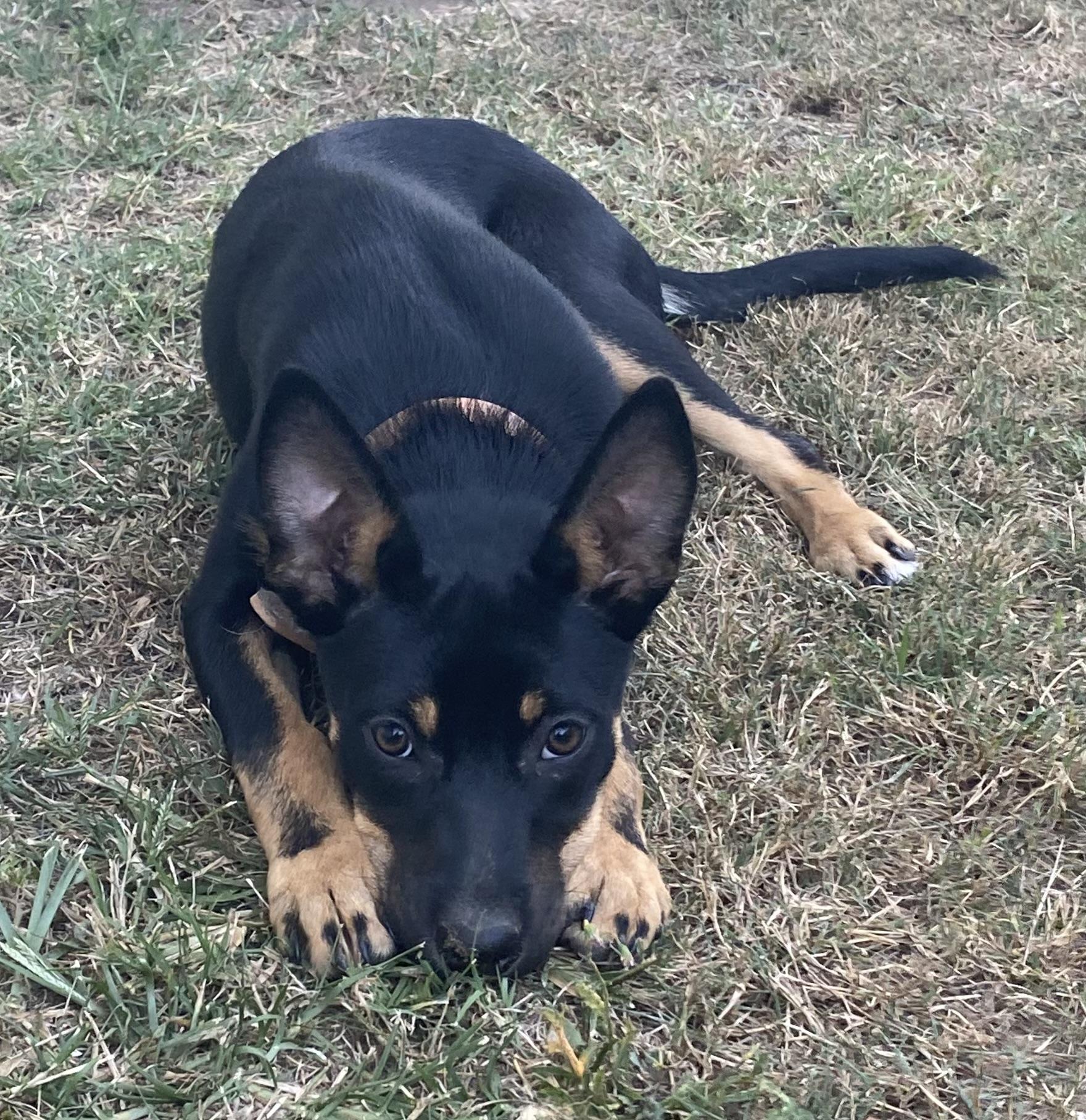 Mara – Lucky Paws Dog Rescue Inc