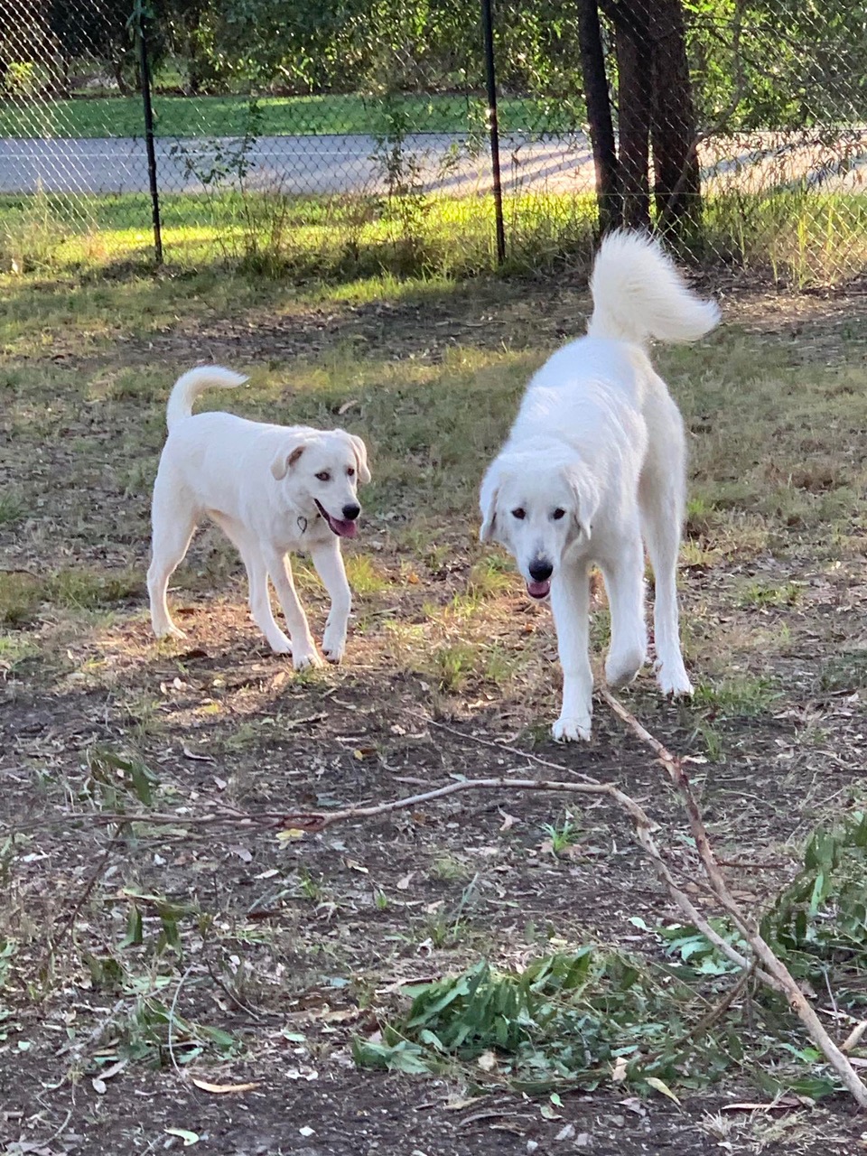 Mateo – Lucky Paws Dog Rescue Inc