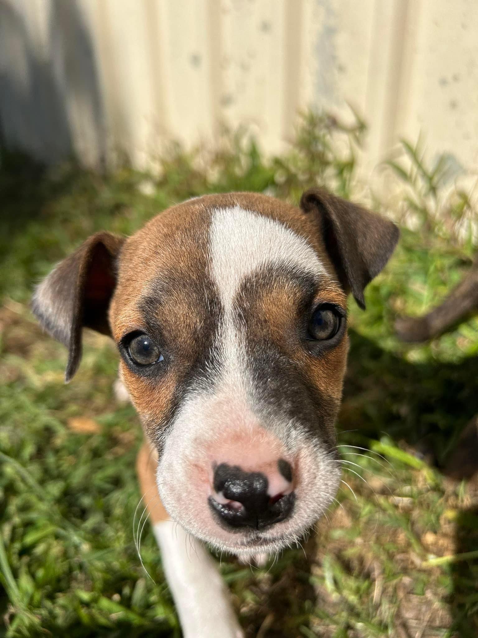 Cyprus – Lucky Paws Dog Rescue Inc