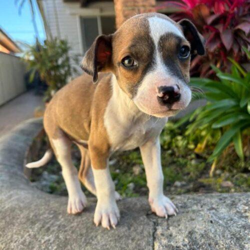 Cyprus – Lucky Paws Dog Rescue Inc