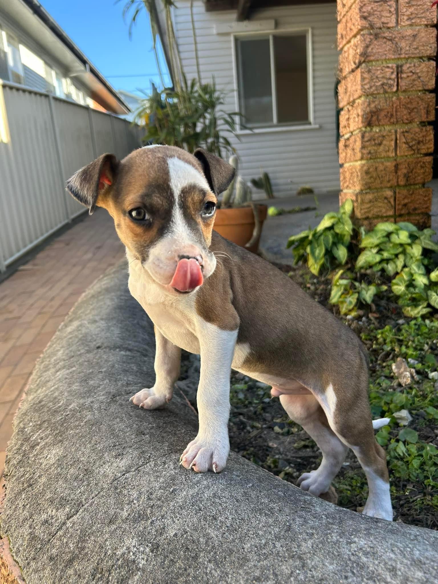 Cyprus – Lucky Paws Dog Rescue Inc