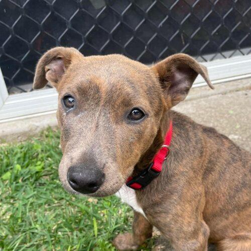 Available For Adoption – Lucky Paws Dog Rescue Inc