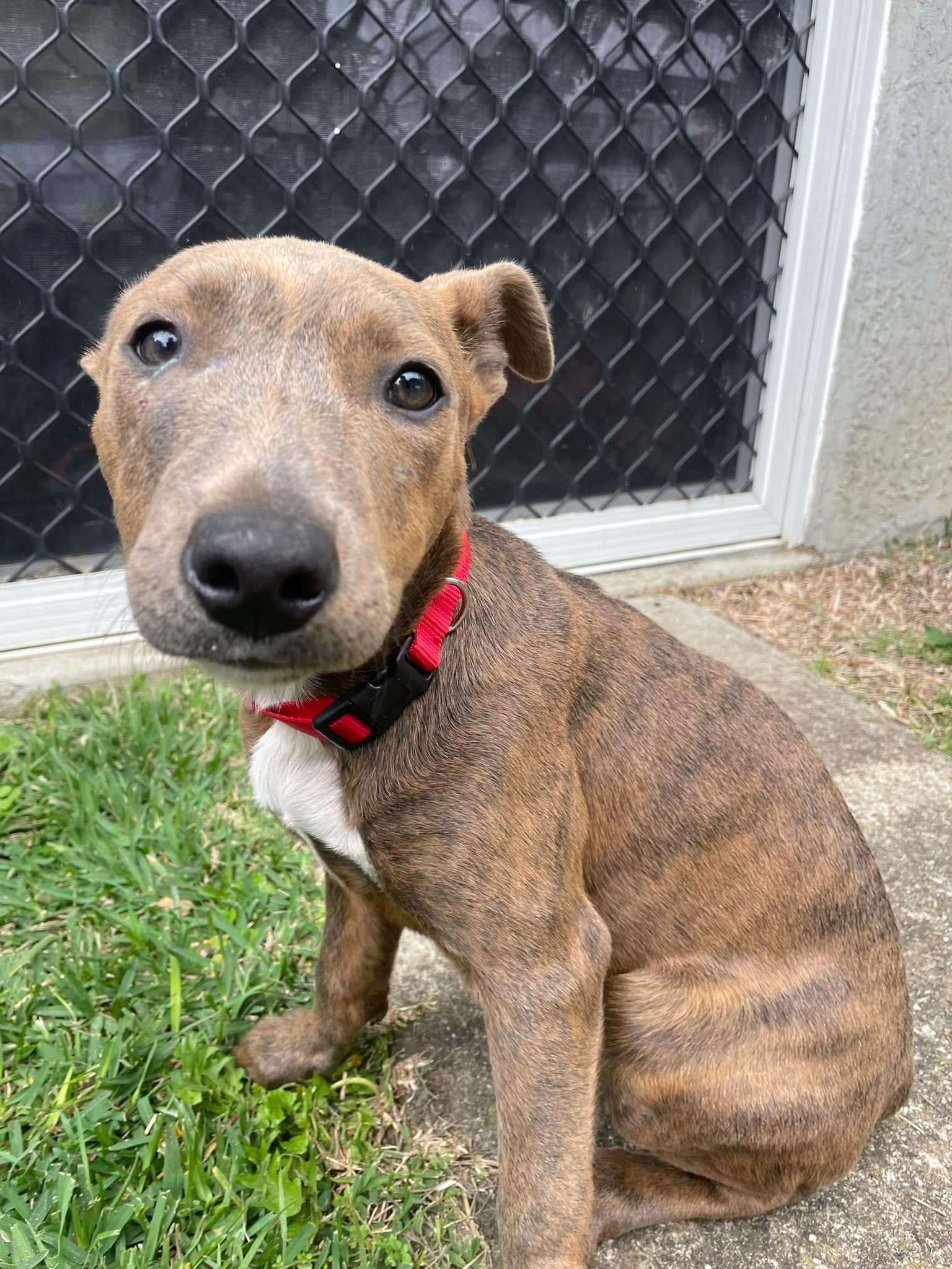 Azure – Lucky Paws Dog Rescue Inc