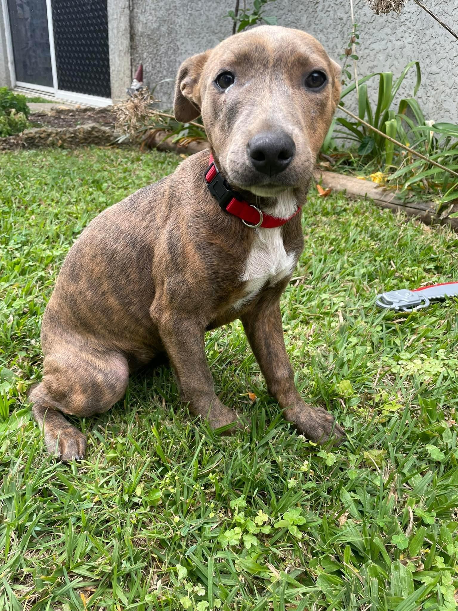 Azure – Lucky Paws Dog Rescue Inc