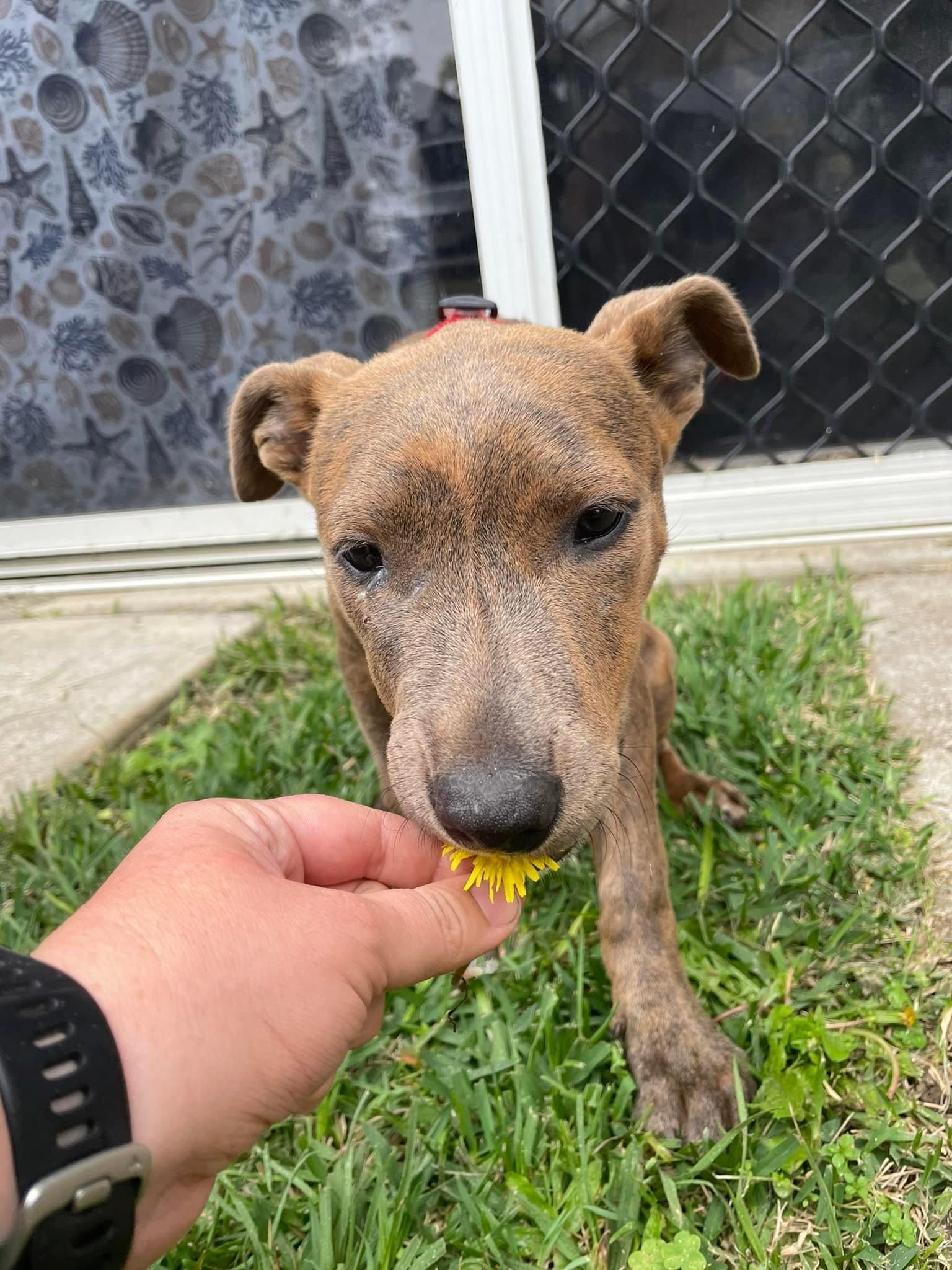 Azure – Lucky Paws Dog Rescue Inc