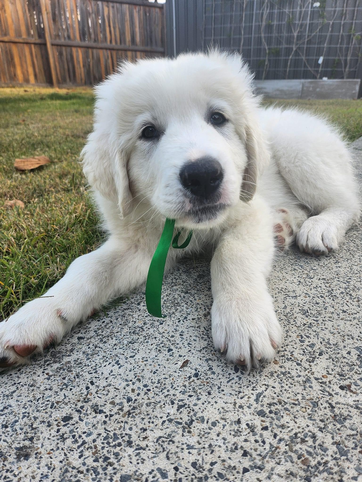 Mateo – Lucky Paws Dog Rescue Inc