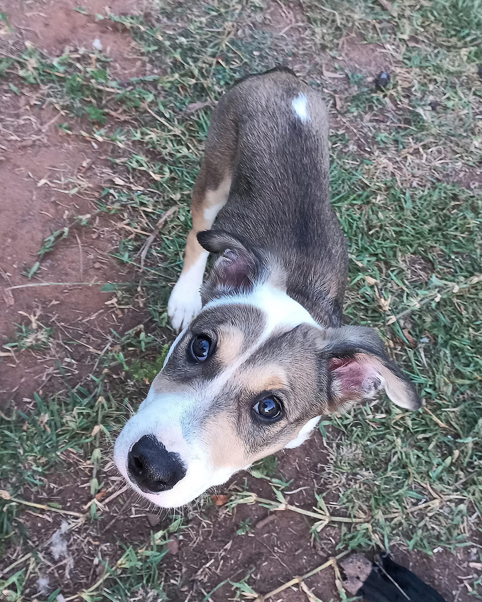 Tala – Lucky Paws Dog Rescue Inc