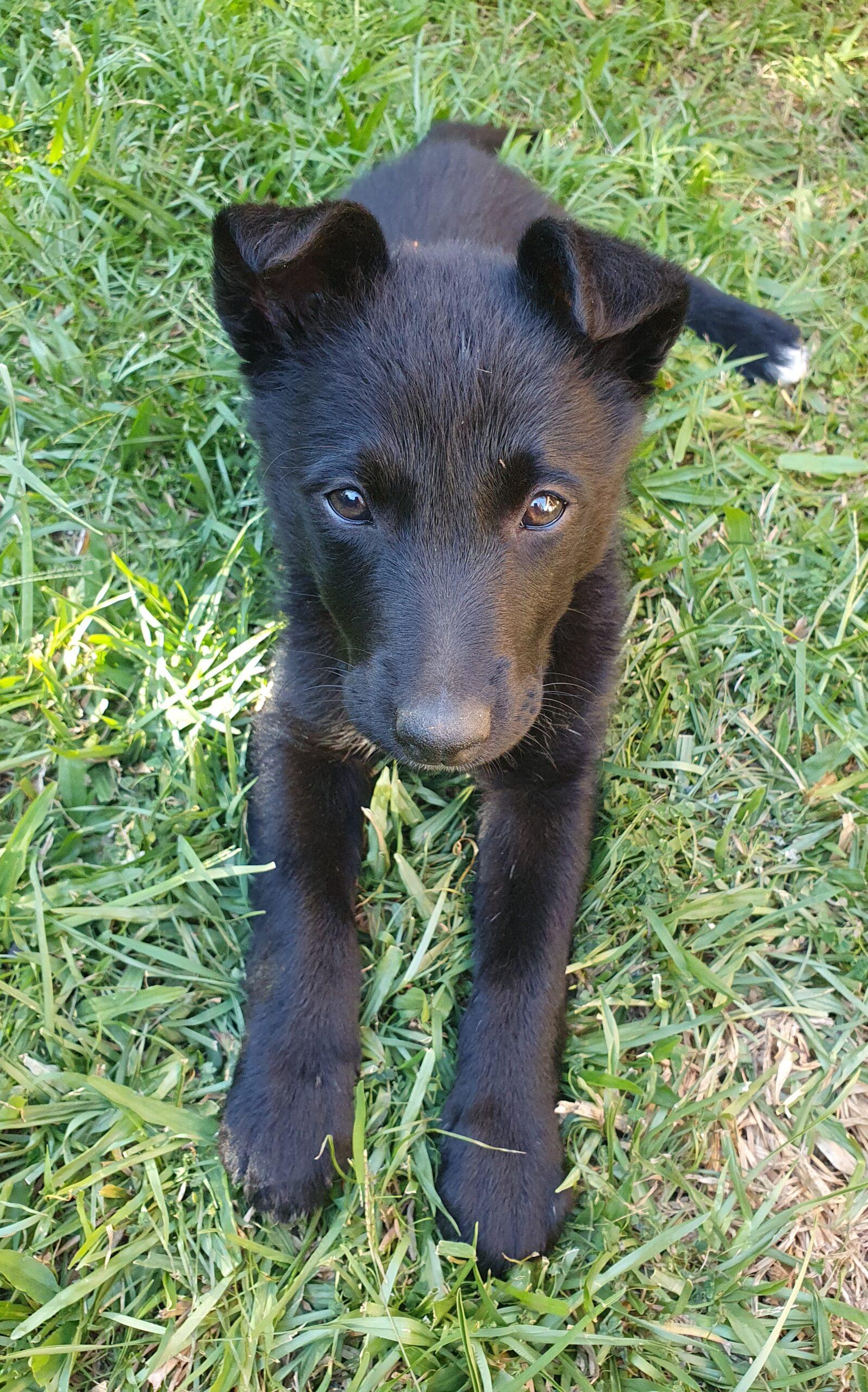 Helga – Lucky Paws Dog Rescue Inc