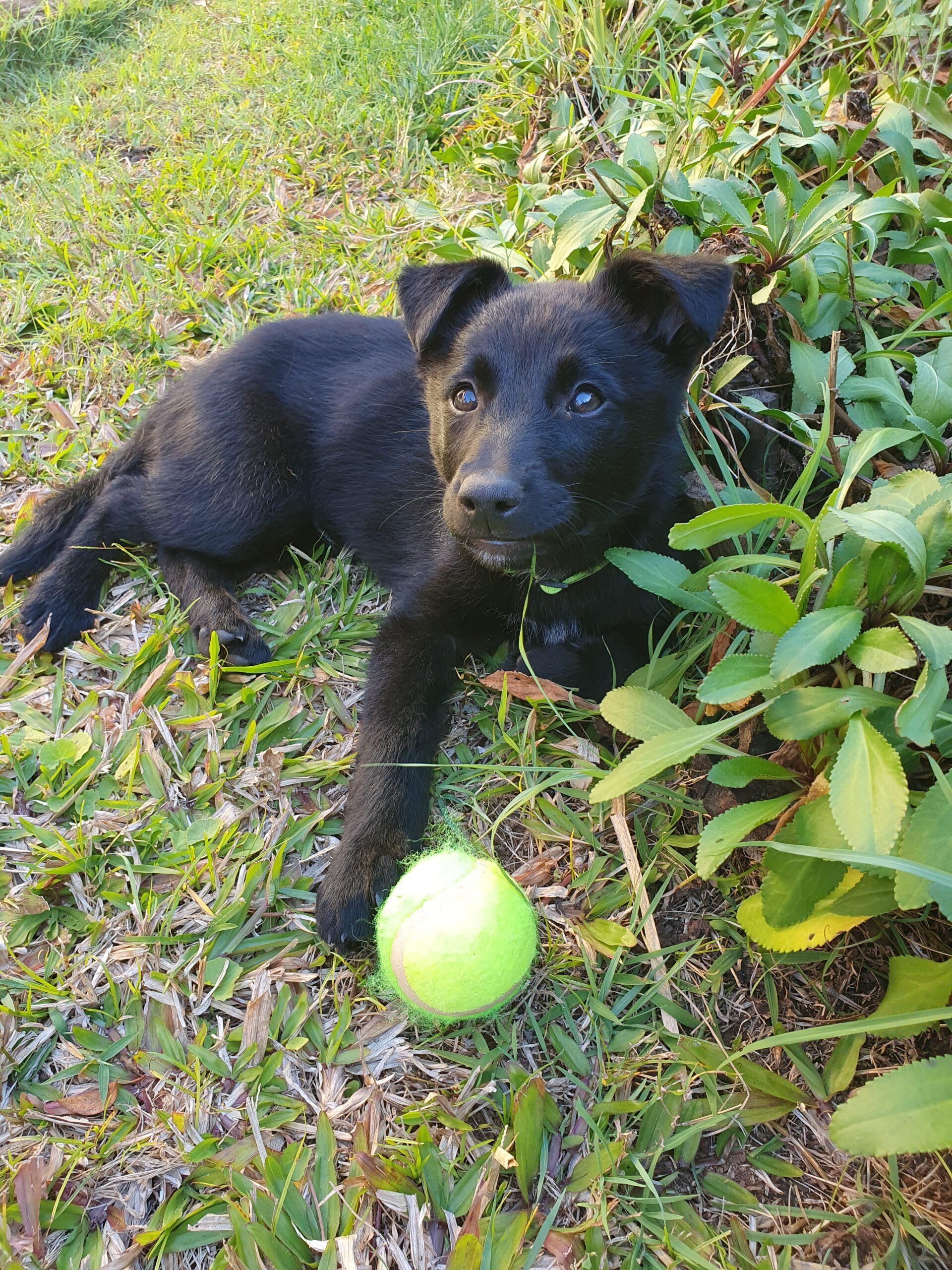 Helga – Lucky Paws Dog Rescue Inc