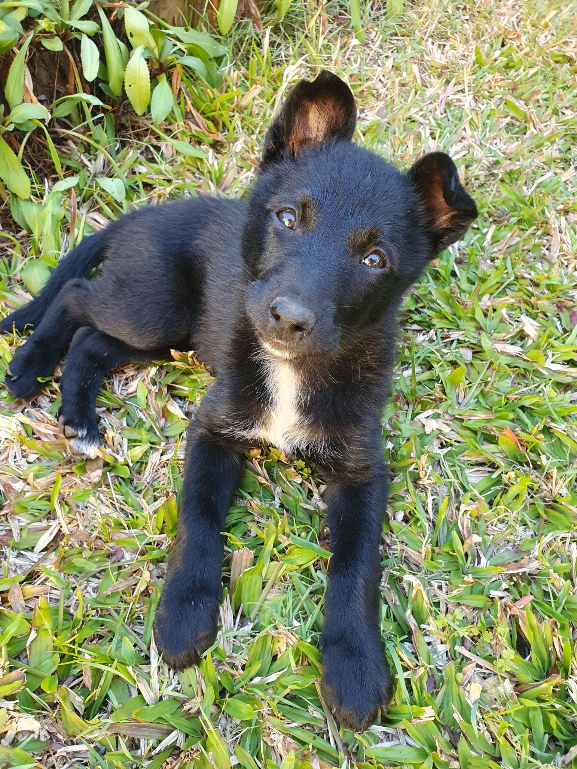 Helga – Lucky Paws Dog Rescue Inc