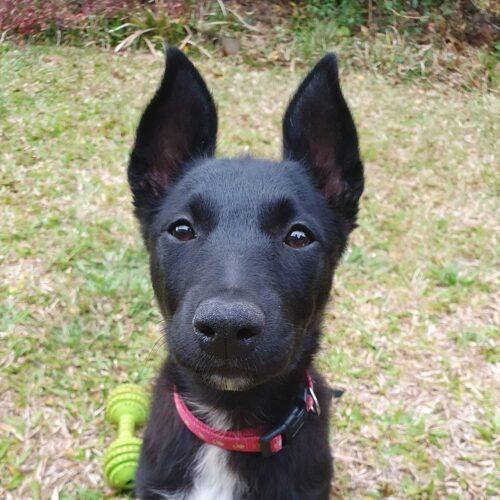 Helga – Lucky Paws Dog Rescue Inc