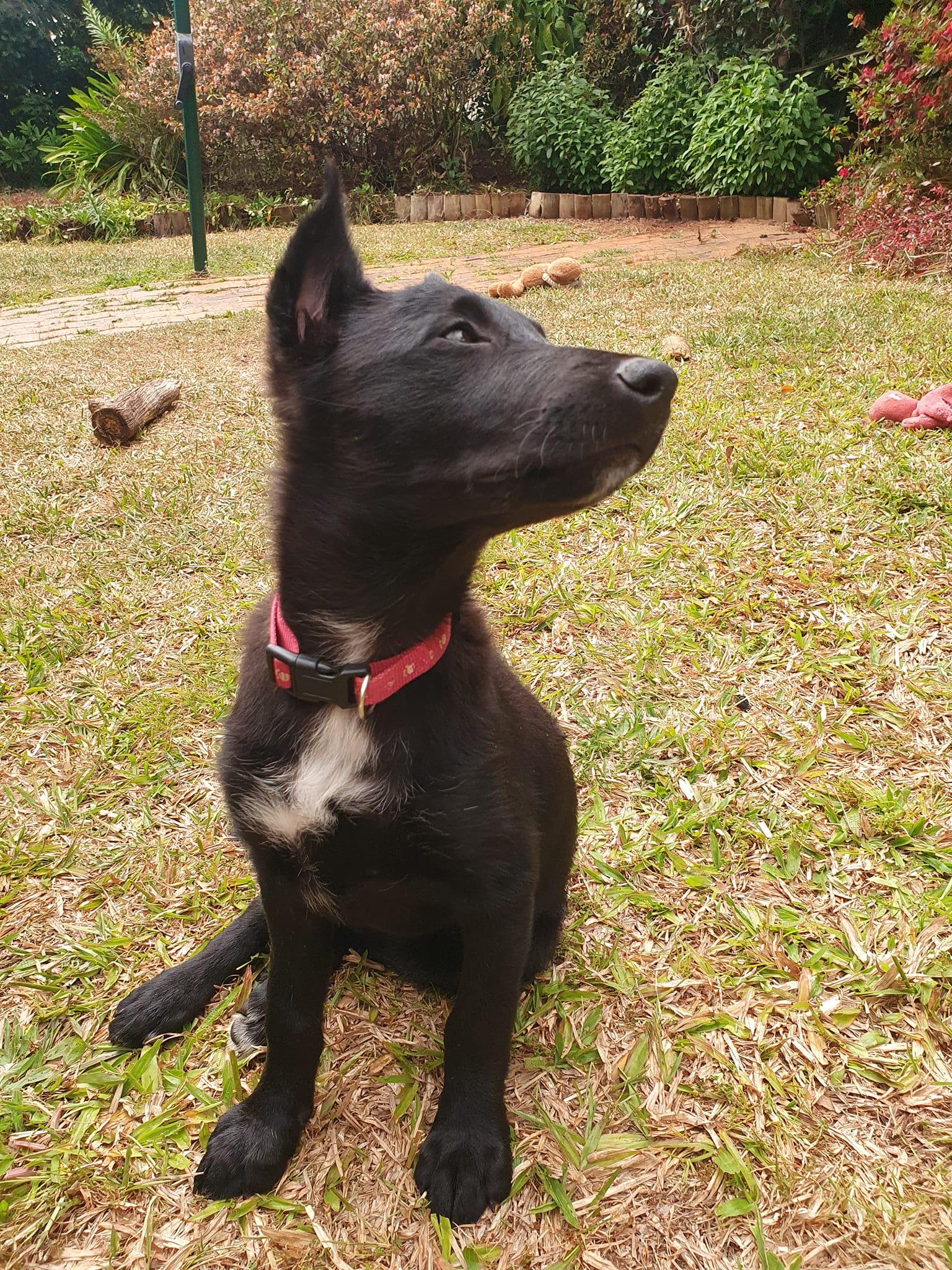 Helga – Lucky Paws Dog Rescue Inc