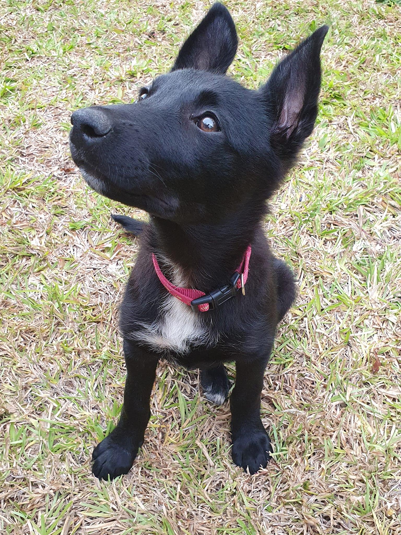 Helga – Lucky Paws Dog Rescue Inc