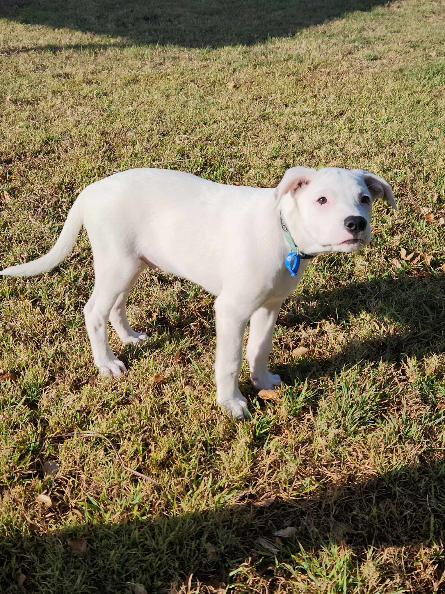 Togo – Lucky Paws Dog Rescue Inc