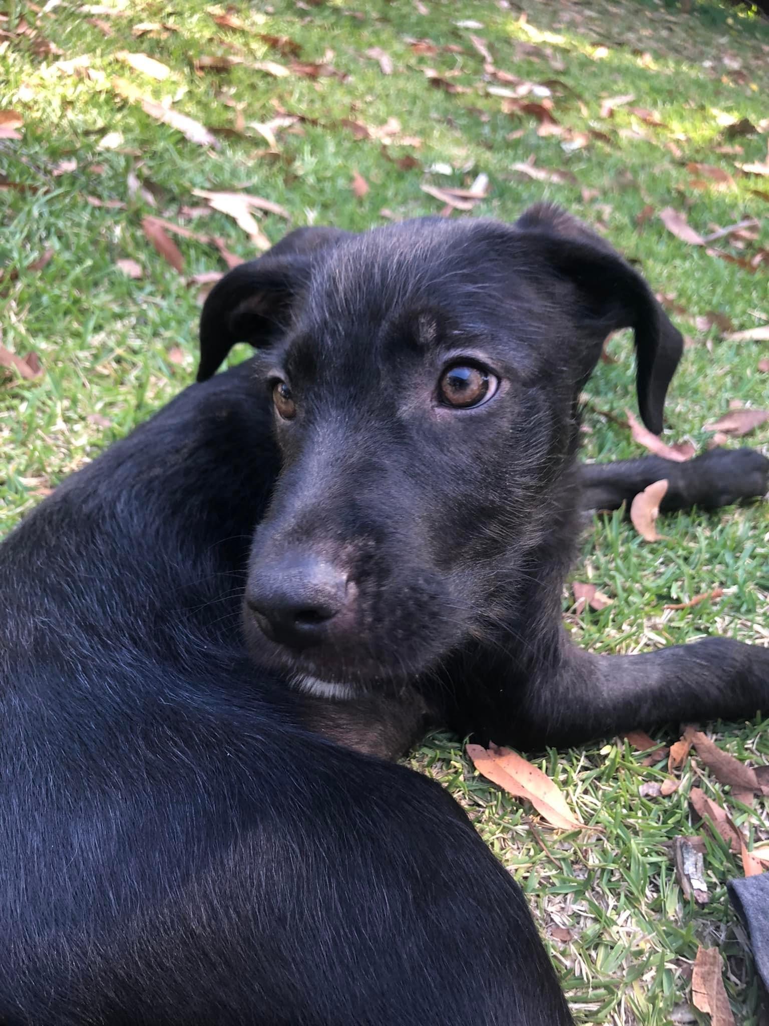 Nyx – Lucky Paws Dog Rescue Inc
