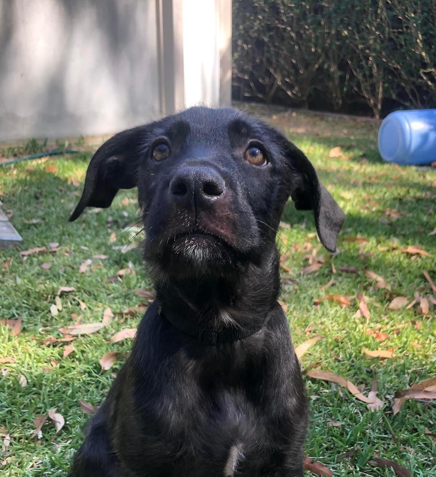 Nyx – Lucky Paws Dog Rescue Inc