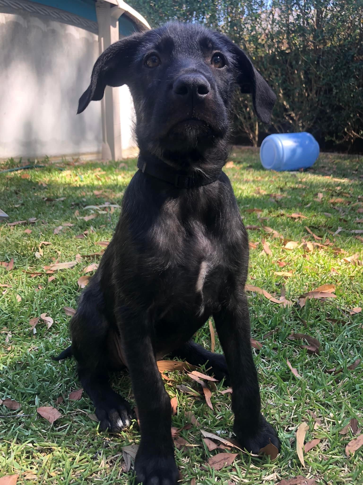 Nyx – Lucky Paws Dog Rescue Inc