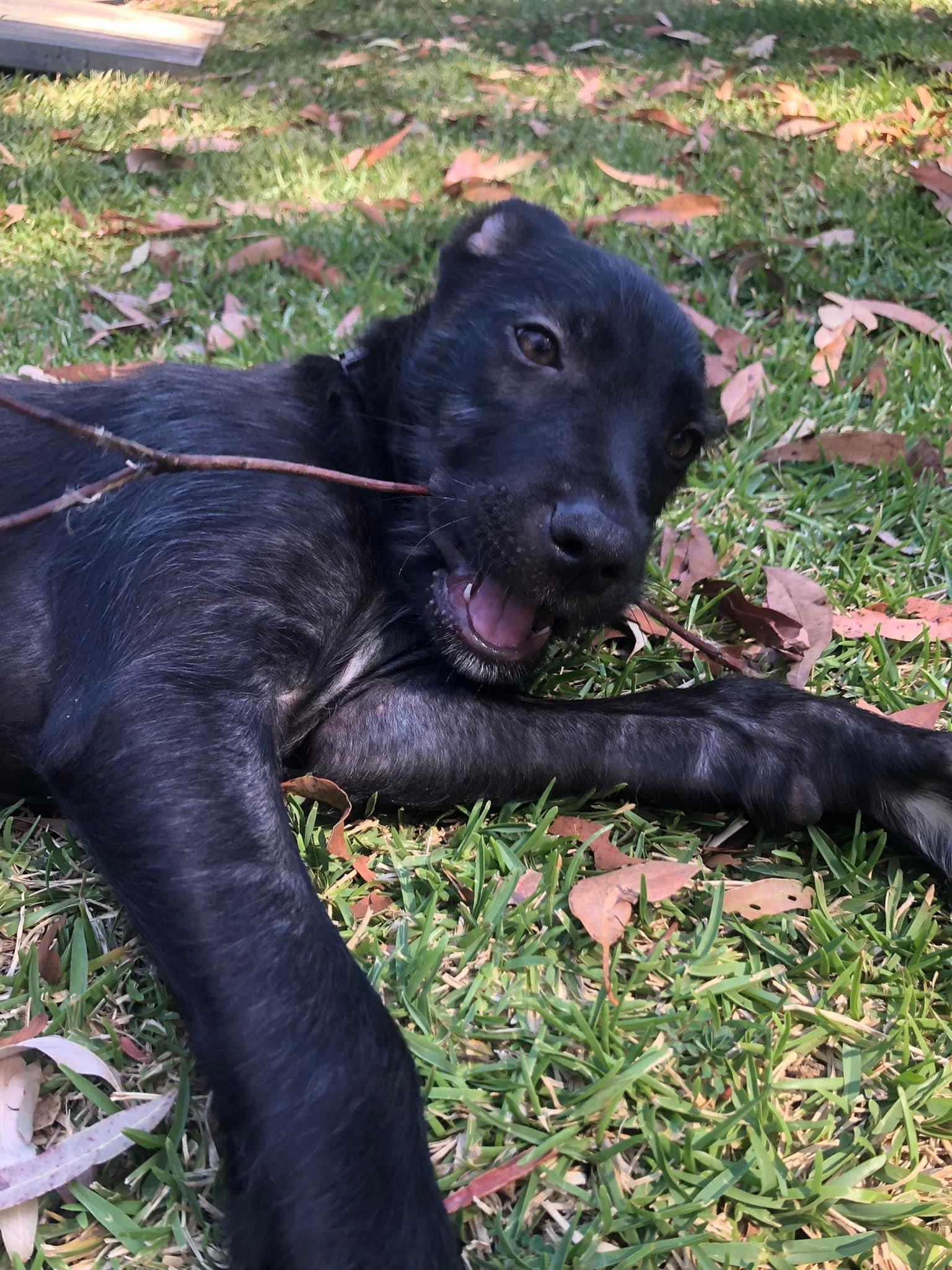 Nyx – Lucky Paws Dog Rescue Inc