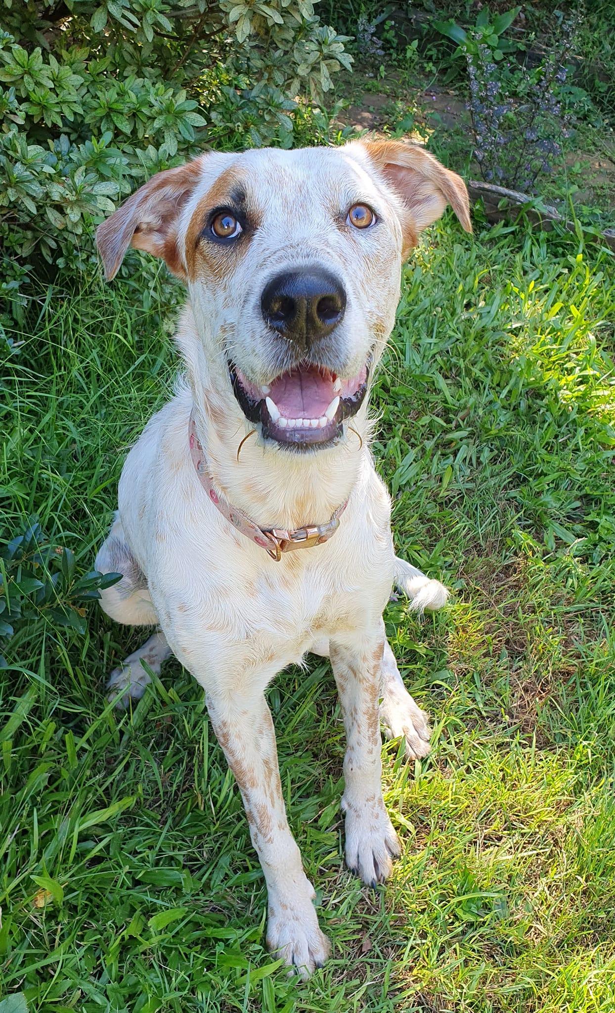 Ivy – Lucky Paws Dog Rescue Inc