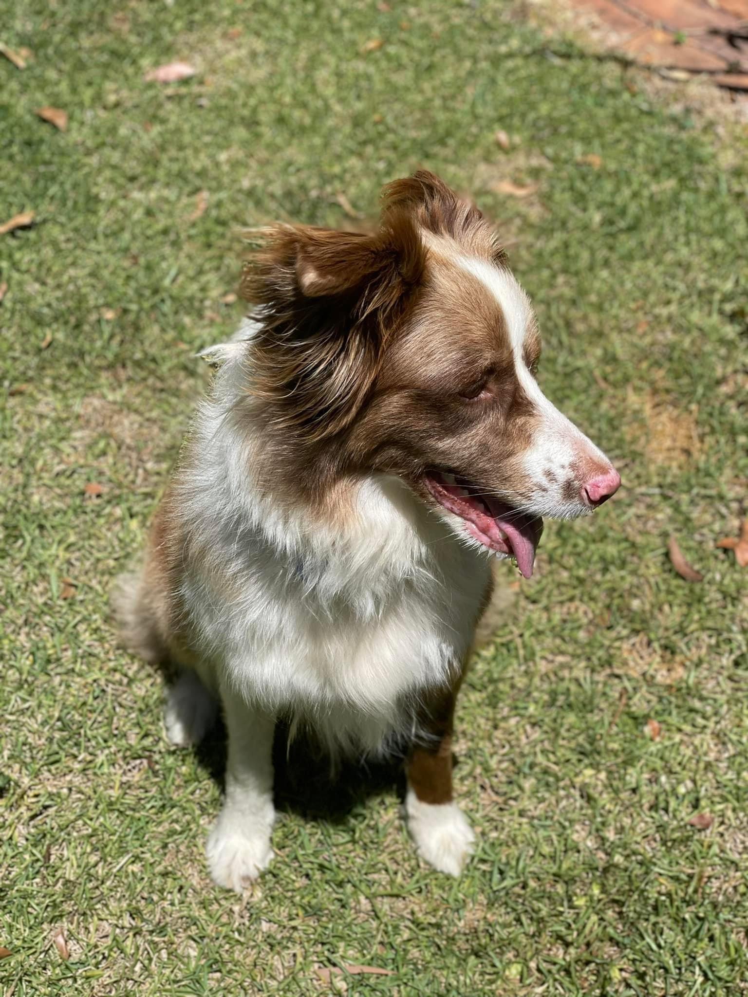 Celeste – Lucky Paws Dog Rescue Inc