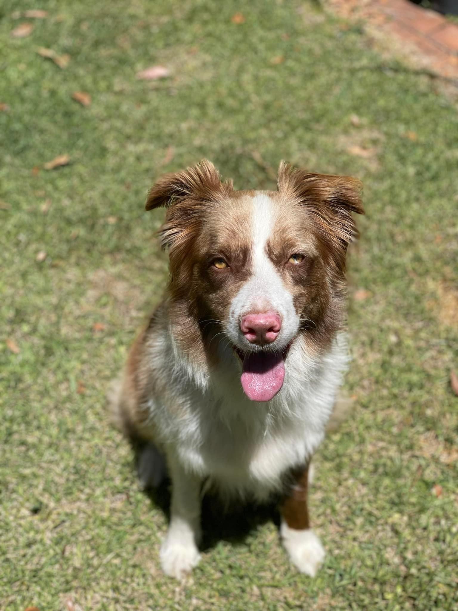 Celeste – Lucky Paws Dog Rescue Inc