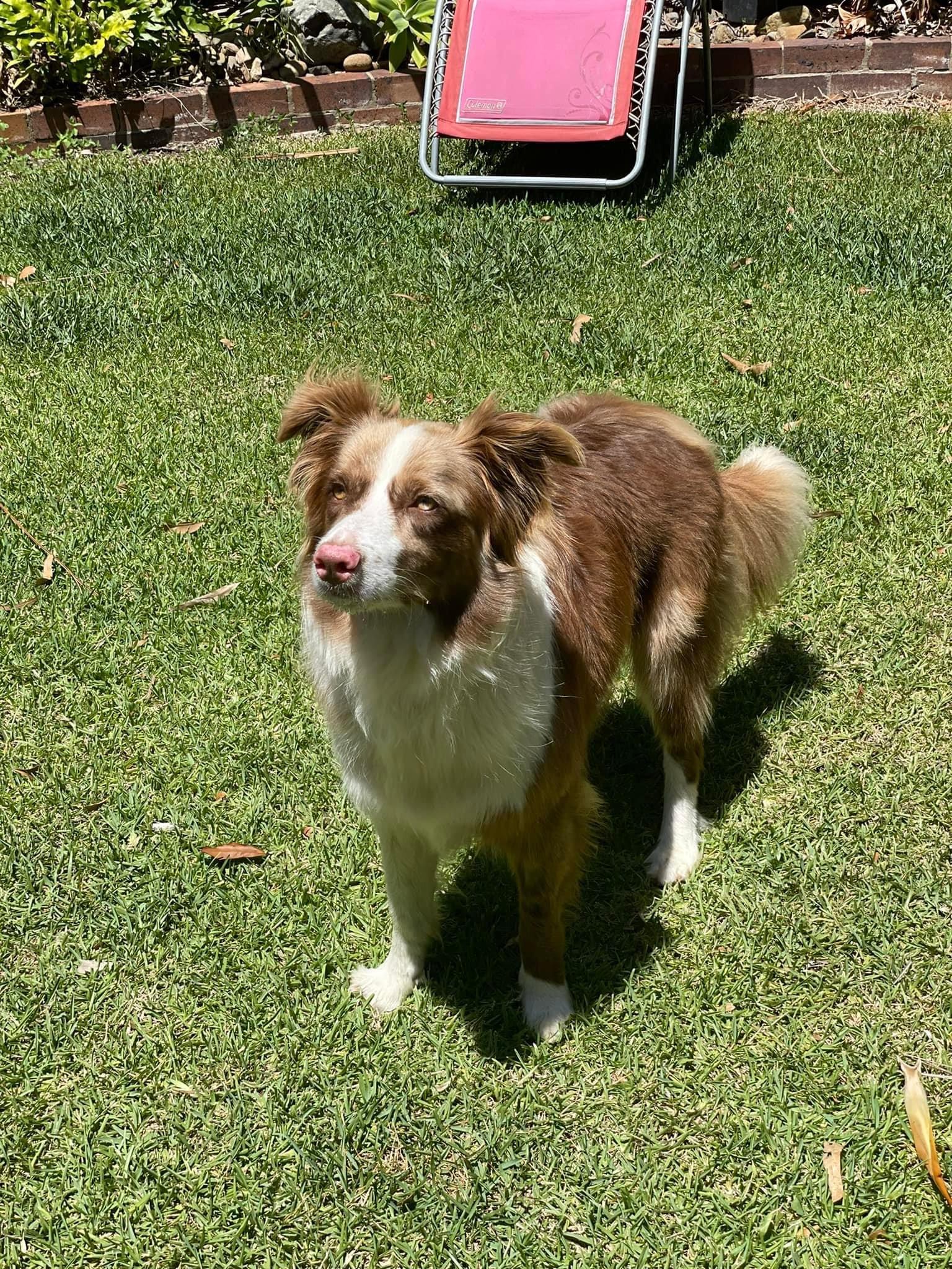 Celeste – Lucky Paws Dog Rescue Inc