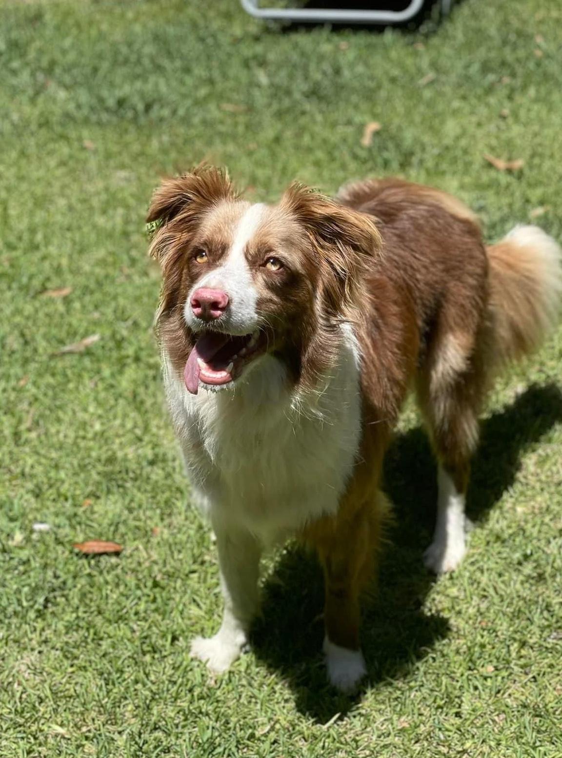 Celeste – Lucky Paws Dog Rescue Inc