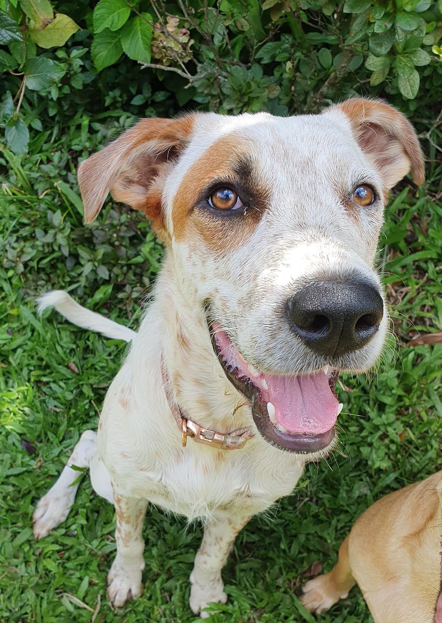 Ivy – Lucky Paws Dog Rescue Inc