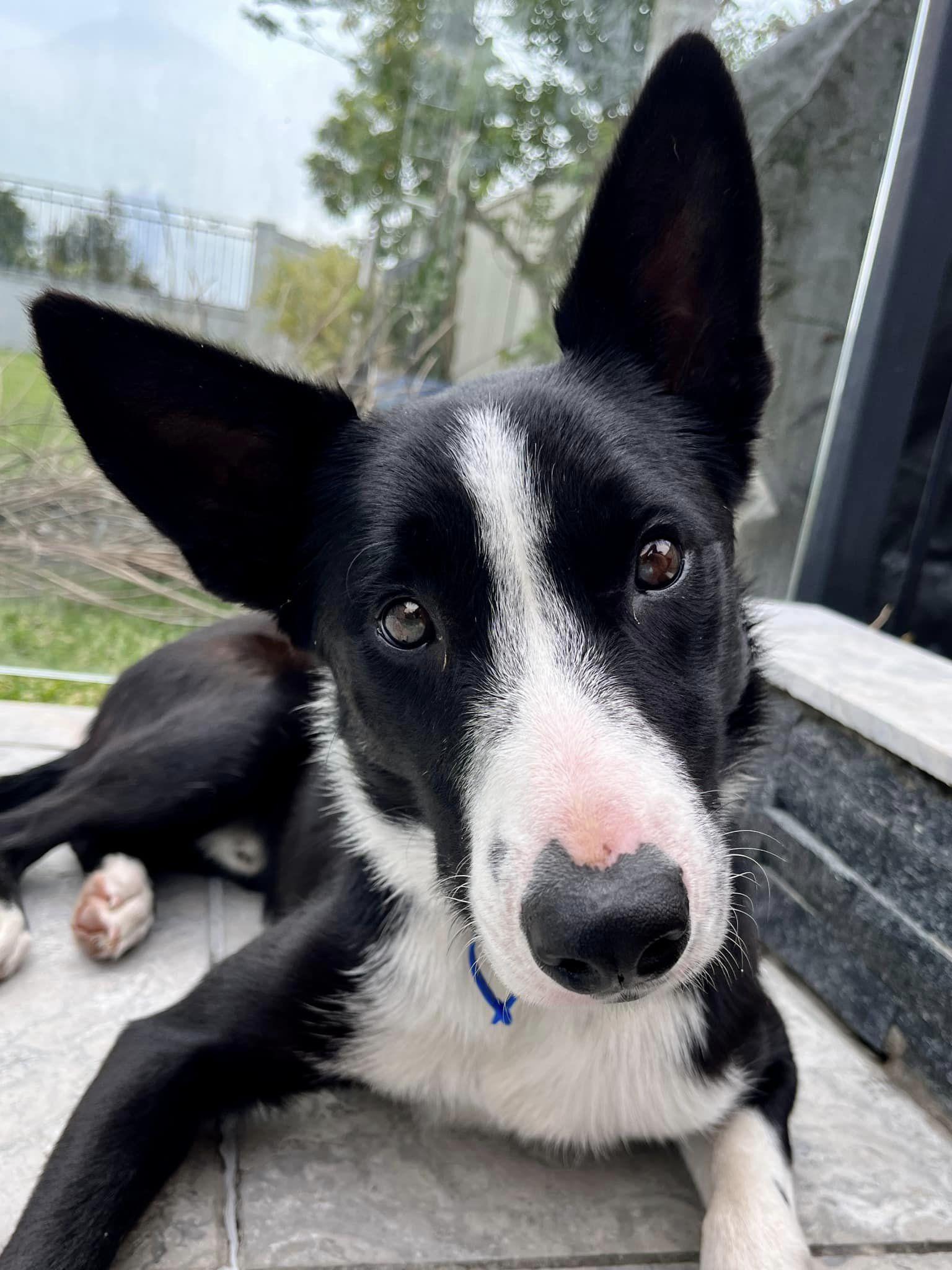 Oliver – Lucky Paws Dog Rescue Inc
